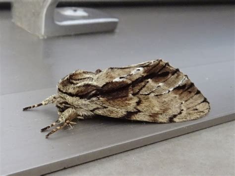 北茨城周辺の生き物 シャチホコガ科