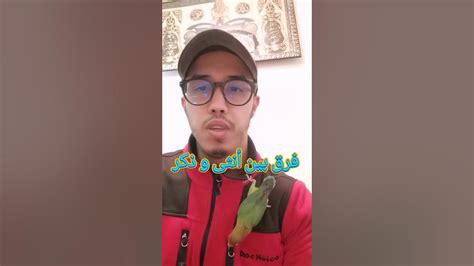 كيف تفرق بين ذكر وأنثى 🐦 Youtube