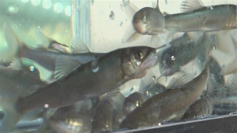 アユの稚魚400kg、およそ8万匹 6月の釣り解禁に向け出荷始まる 山梨 Tbs News Dig