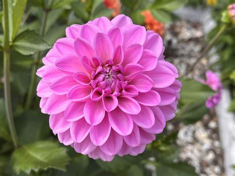 花 大丽花 粉红色的大丽花 Pixabay上的免费照片 Pixabay