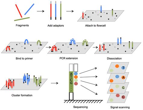 Illumina Sequencing Technology