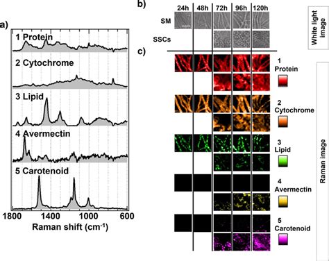 Raman Microspectroscopic Analysis Of Molecular Composition Of Various Download Scientific