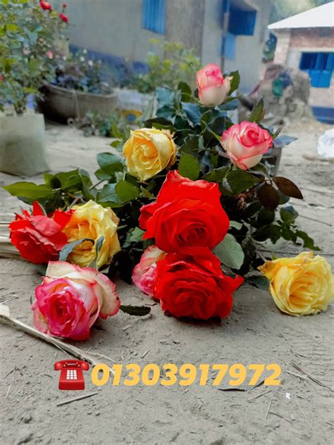 বৃক্ষ ৩৮০ টাকার প্যাকেজ ৬ টি গোলাপ গাছ। ৪৫০ টাকায় ১০ গোলাপ গাছ ভিন্ন ভিন্ন কালার ১ টি ফ্রী