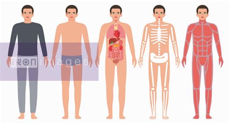 Stock Illustration Of Sequence Showing Male Body From Wearing Clothes