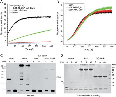 A Fluorescence Assay For Deubiquitinating Activity Of The Components