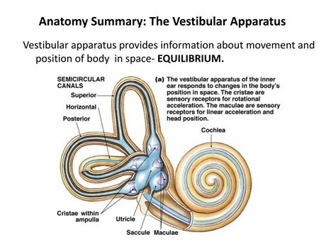 Ppt Vestibular System Powerpoint Presentation Free Download Id2378670