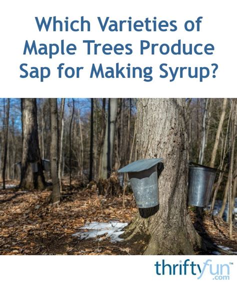 Which Varieties Of Maple Trees Produce Sap For Making Syrup ThriftyFun