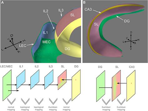 Mapping Between Entorhinal Cortex And Dentate Gyrus And Between Dentate Download Scientific