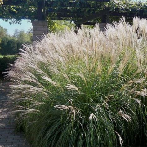 Maiden Grass Plant Guide Achtertuinlandschappen Xeriscaping Landschapsarchitectuur Ontwerp