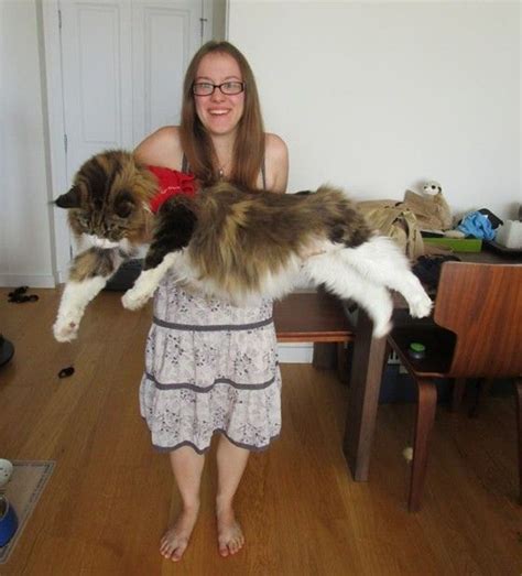 Lupo The Giant Maine Coon Cat Scrolller