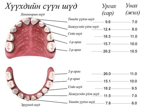 Mongkang Mongolia ХҮҮХДИЙН ШҮДЛЭЛТ Хүүхдийн өсөлт бойжилт зөв эсэхийг тодорхойлоход шүдлэлтийн