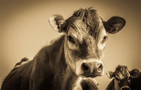 Breeds Of Dairy Cattle Quiz