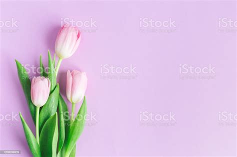 파스텔 바이올렛 배경에 부드러운 핑크 튤립 여성의 날 인사말 카드입니다 0명에 대한 스톡 사진 및 기타 이미지 0명 3월 8 Istock
