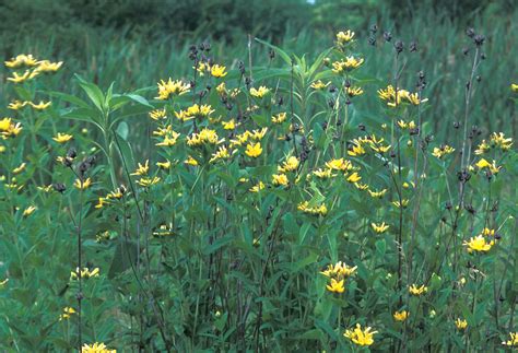 Hypericum Ascyron Great St John S Wort Go Botany