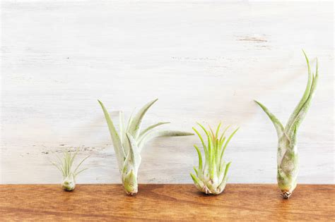 Airplants Construction