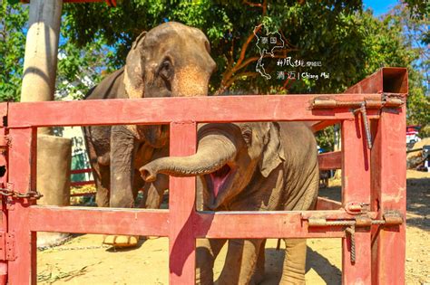 2024美丹大象营玩乐攻略 湄登大象营Maetaeng Elepha 去哪儿攻略