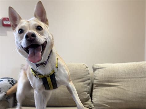 Adopt A Crossbreed Rescue Dog Yuki Dogs Trust