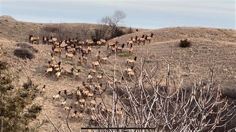 North Dakota Elk Hunt Filling My Dads Cow Elk Tag Youtube