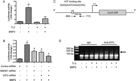 Non Canonical Bmp Signaling Positively Regulates Sox9 Transcription By