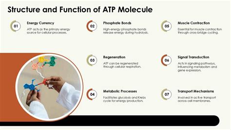 Top 10 Enzymes Templates Powerpoint Presentation Templates In 2025