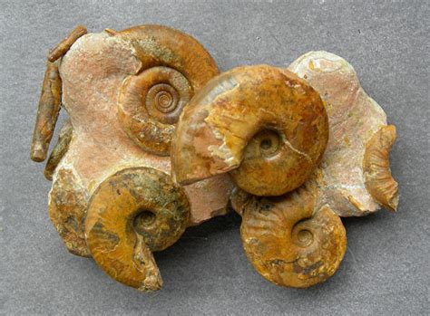 Triassic Ammonoids Worldwide The Fossil Forum