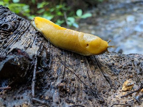 Free Download Hd Wallpaper Slug Banana Tree Forest Undergrowth