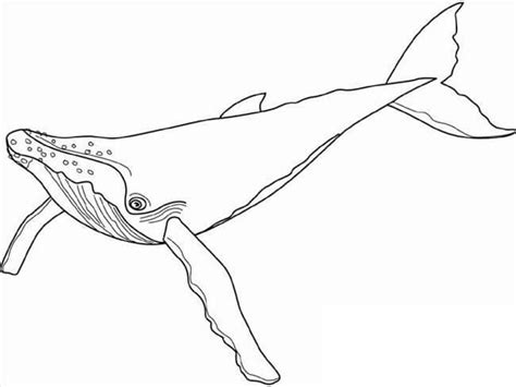 Ballena Jorobada Para Colorear Imprimir E Dibujar Coloringonly Com