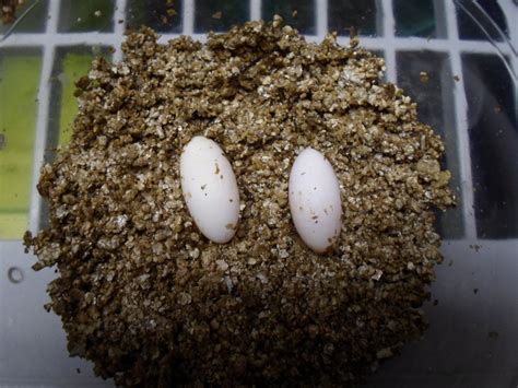 Gargoyle Gecko Facts And Pictures