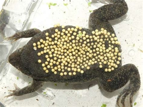 Where Do Frogs Lay Their Eggs Fully Explained