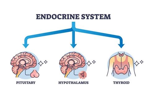 Hormones And Behavior The Role Of Endocrine Systems In Animal Life