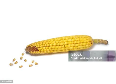흰색 배경에 껍질을 벗긴 옥수수입니다 시리얼 개념입니다 개암 나무 열매에서 곡물을 뽑았습니다 밝은 노란색 알갱이 건강한 식생활에 대한 스톡 사진 및 기타 이미지 Istock
