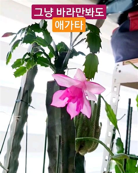 용심목에 접목한 핑크게발선인장 오늘 우아하게 예쁘게 피었어요 ㅎㅎ 용과나무접목개화뽕숭아학당임영웅애가타 Youtube