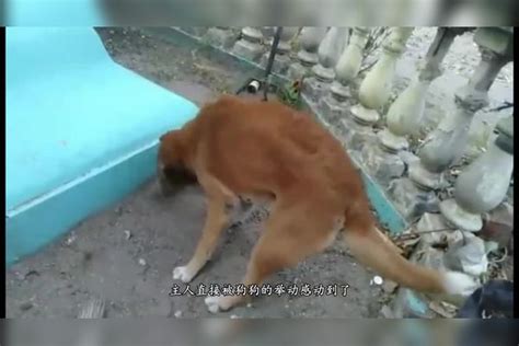 黄牛被卖掉，狗狗含泪挽留，镜头拍下感人一幕！狗狗黄牛镜头