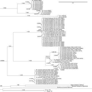 Bayesian Consensus Tree Of The Concatenated Analysis Including Download Scientific Diagram