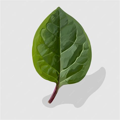 Premium Vector Leaf Realistic Hand Drawn Illustrations And Vectors