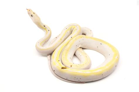 Paradox Reticulated Python Traits Morphpedia