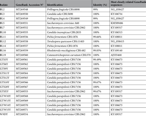 Phylogenetic Identification Of 24 Yeast Isolates Showing Optimal Download Scientific Diagram