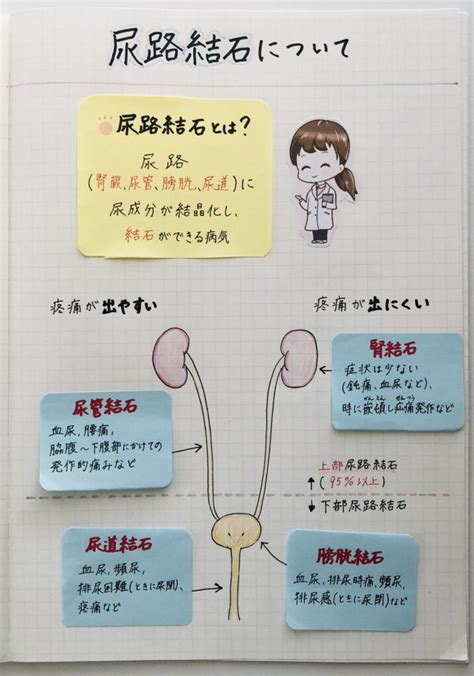 【尿路結石とは？】部位による痛みの感じ方の違いや主な症状を簡単に解説！