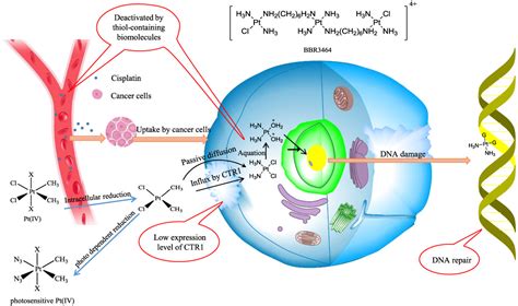 Anticancer Platinum‐based Complexes With Non‐classical Structures Cai 2018 Applied