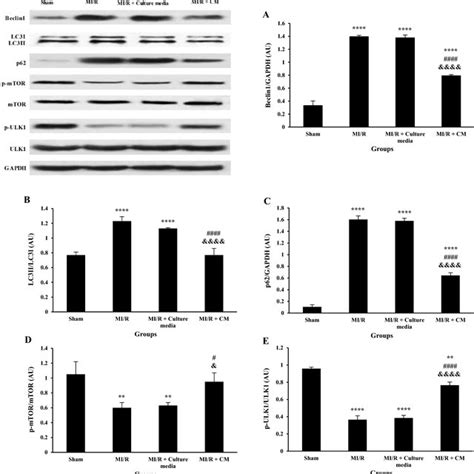 Western Blot Bands Analysis And Densitometry Of Beclin1 A Lc3iilc3i