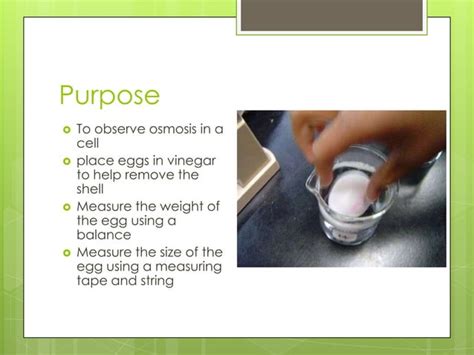 Egg Osmosis Experiment Ppt
