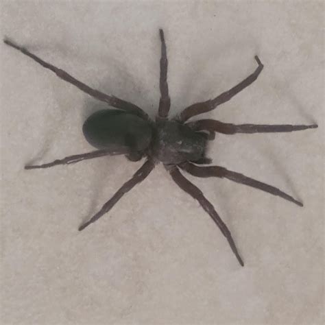 What Is This Spider Spiecies Rwhatsthisbug