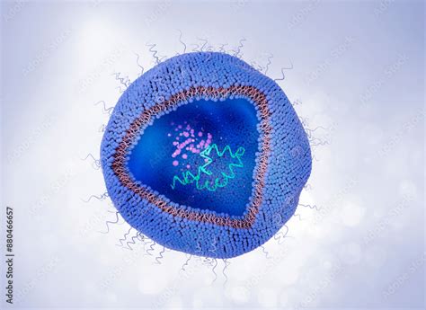Liposome Cross Section With Rna Illustration Stock Illustration