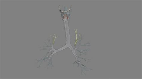 Premium Photo The Apical Segmental Bronchus Is The Most Superior