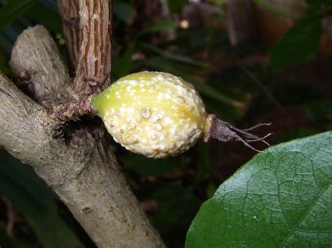 National Tropical Botanical Garden Rosenbergiodendron Formosum