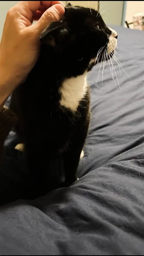 My Dearest Cat Didi Passed Away Today She Almost Turned 13 Years Old Goodbye My Little Queen