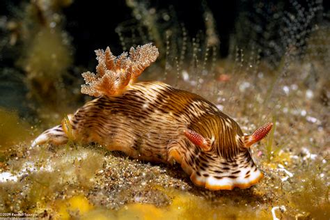 Blotched Chromodoris Chromodoris Balat Spanglers Scuba