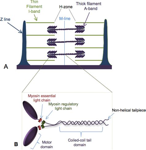Myosin In Muscle