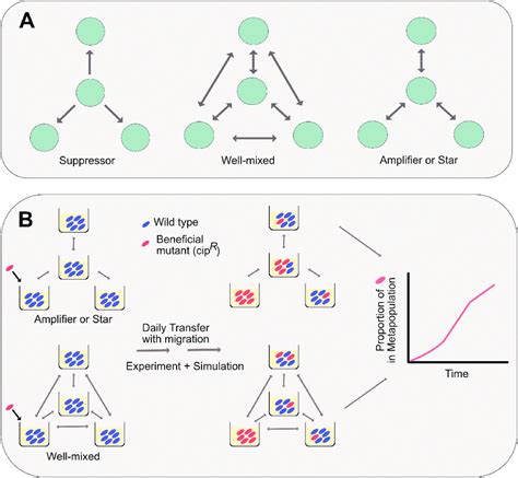 Network Topologies And Experimental Design A Three Network