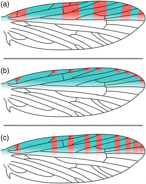 The Two Variants Of The Wing Margin Model Which Predict The Download Scientific Diagram